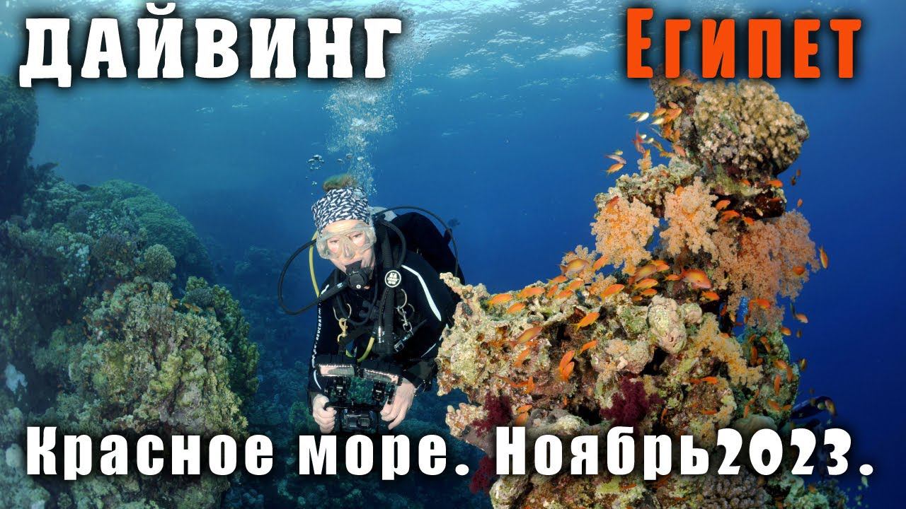 Дайвинг. Красное море ноябрь 2023.
