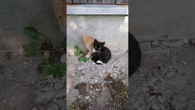 Синичка, Апельсин, Кузя и мама Шарлотта