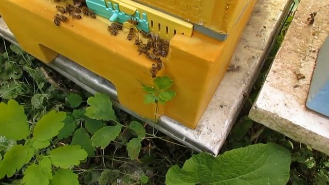 ответы на вопросы - как узнать пчел воровок у улья