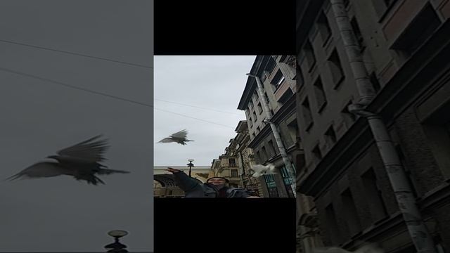 Запускаем с ребенком голубей