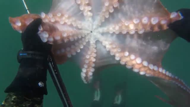 Осьминог Дофлейна