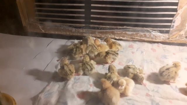 У нас вывелись ПЕРЕПЕЛЯТА.