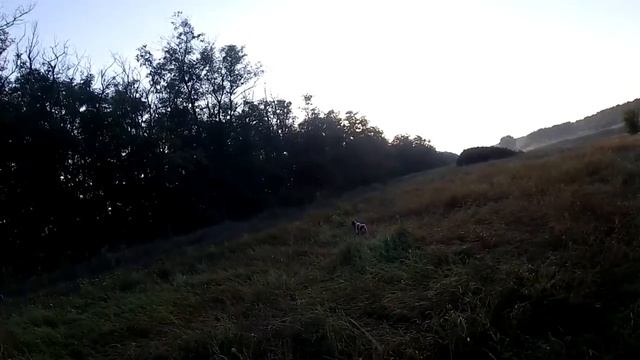 перепел (1).mp4