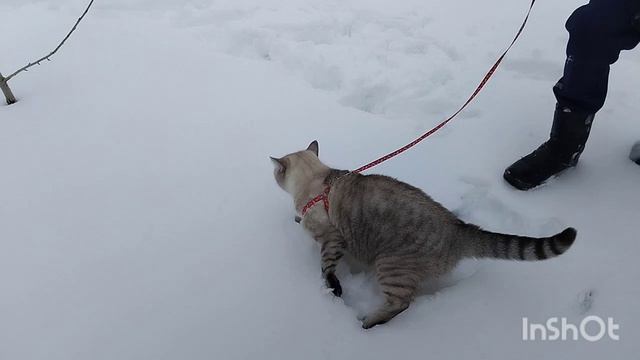 13.03.2024 Мы с Булатом вывели кошечек на мартовский снег