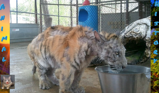 Она мало напоминала дикую кошку