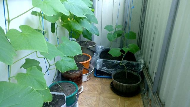 Выращивание помидоров и огурцов на балконе в 2022 году ➤ Новые посадки ➤ Часть 2