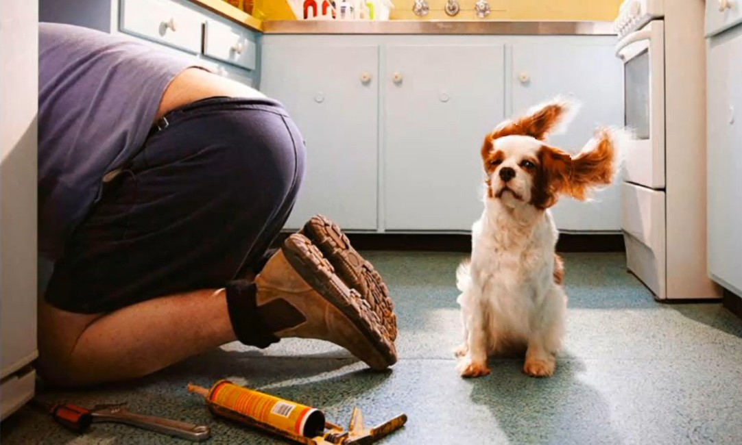 Ветерок и  собакен