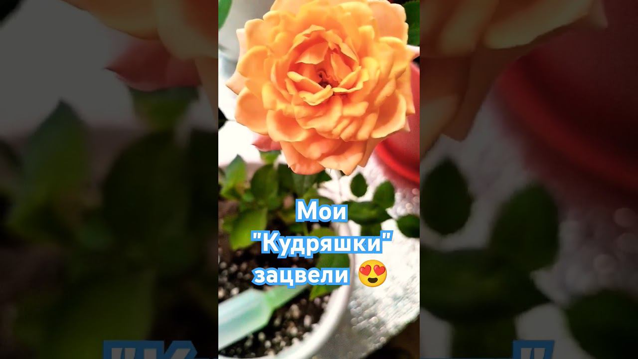 Роза на подоконнике #минироза #розанаокне  #подпишись #топ #top #рекомендации