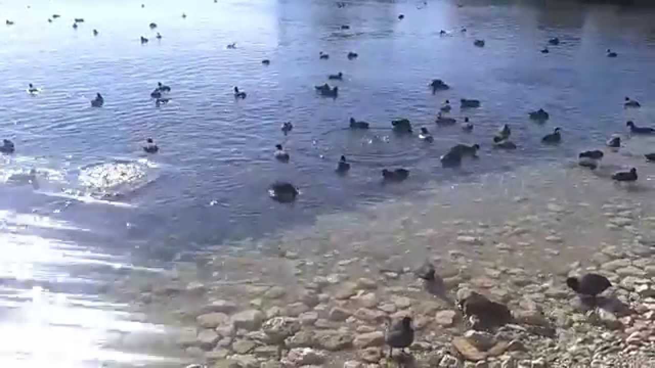 Лысухи в Севастополе