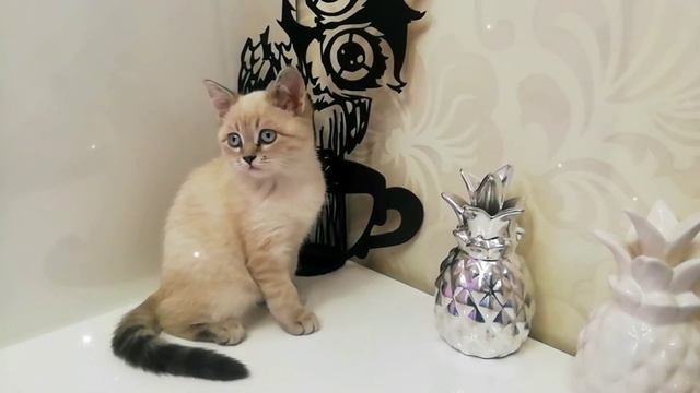 Наши любимые котята.Так Соня сегодня готовится ко сну!