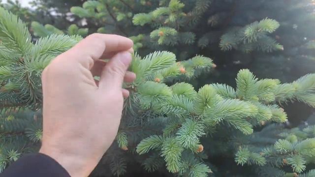 Самая красивая Ёлочка во Мценске