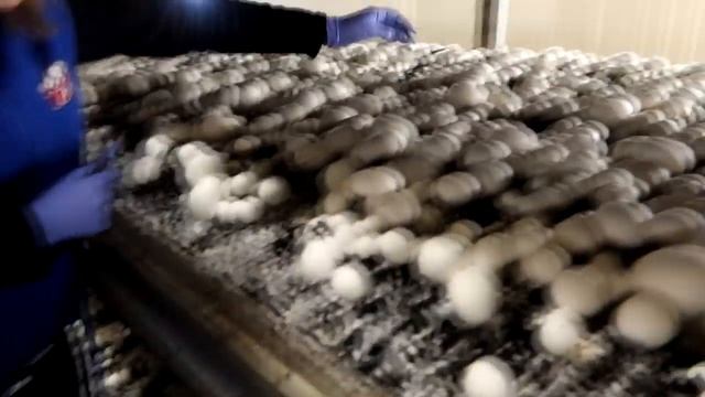 Обучение В Польше. Выращивание Шампиньонов