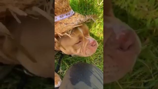 Американский булли