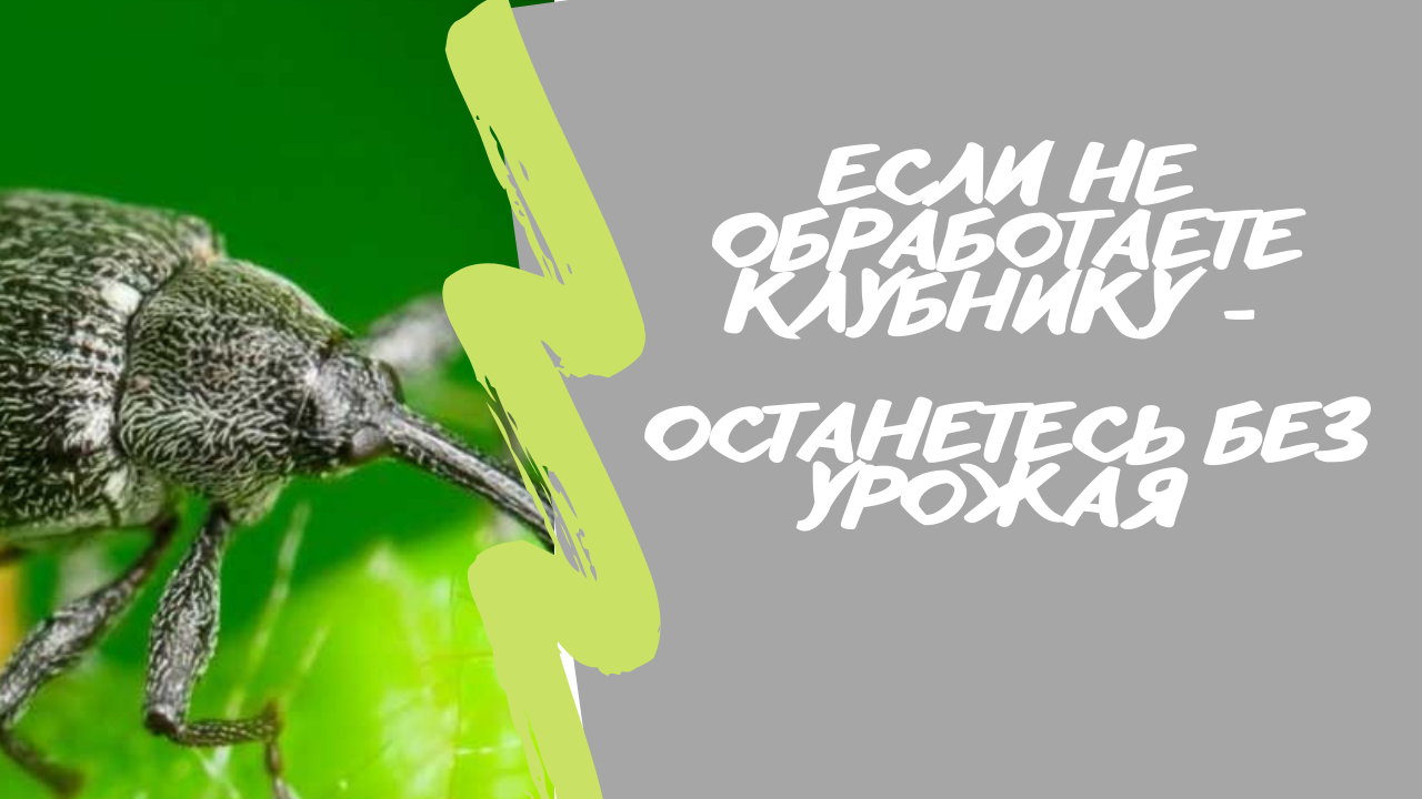 Если не обработаете клубнику? - останетесь без урожая?♀️