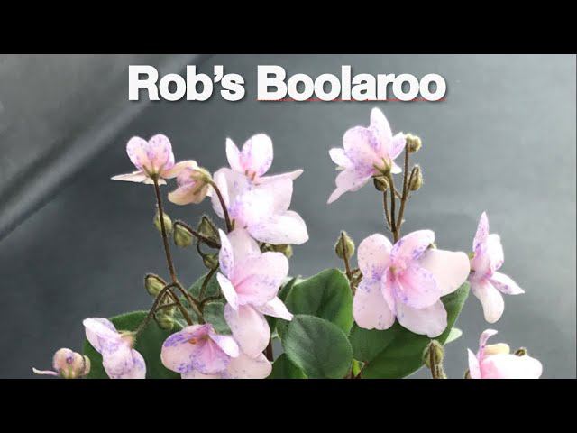 Фиалка Rob's Boolaroo