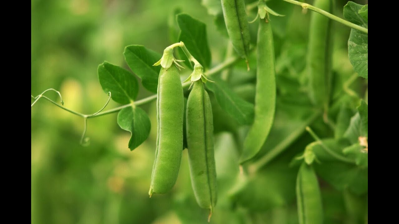 16.05.2021Г. РАБОТЫ В ОГОРОДЕ.