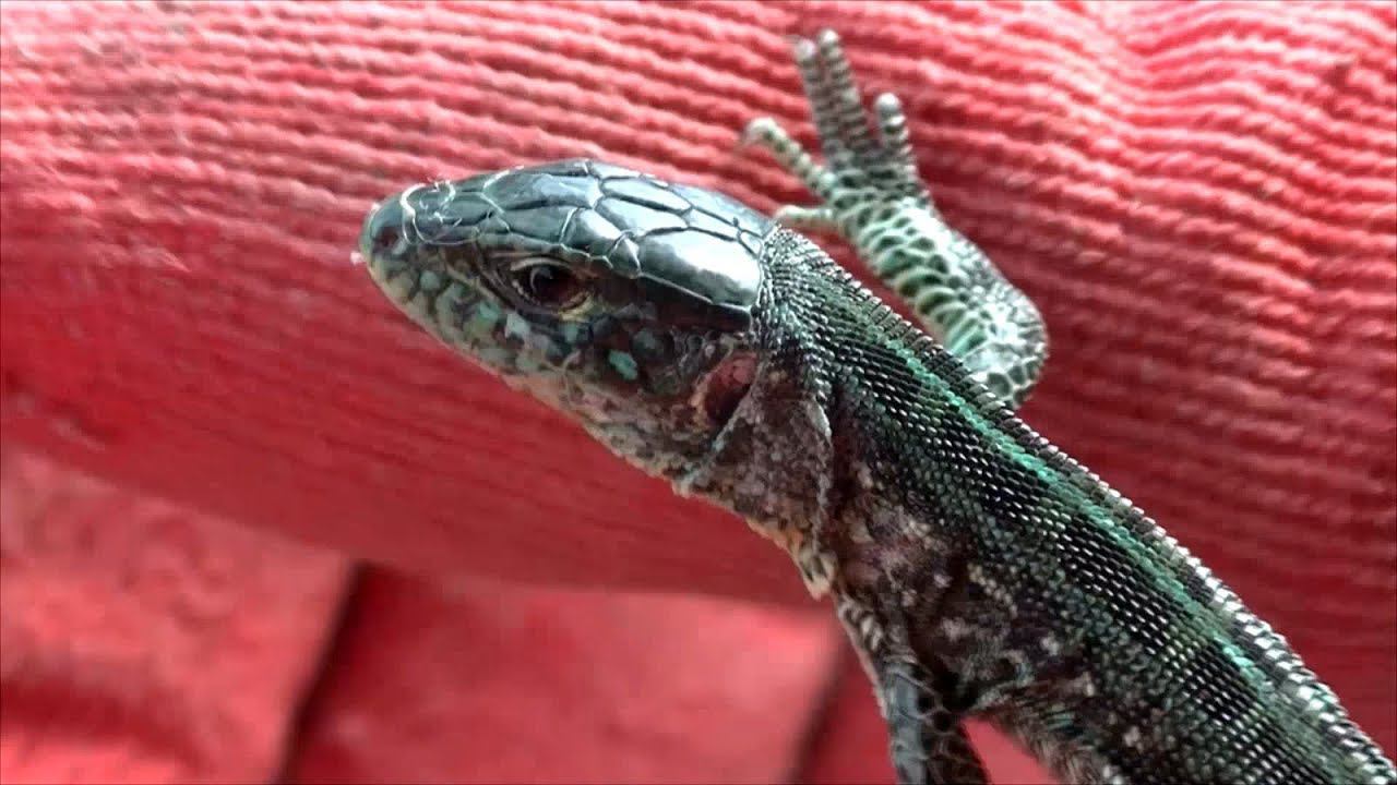 Коп с самодельным металлоискателем