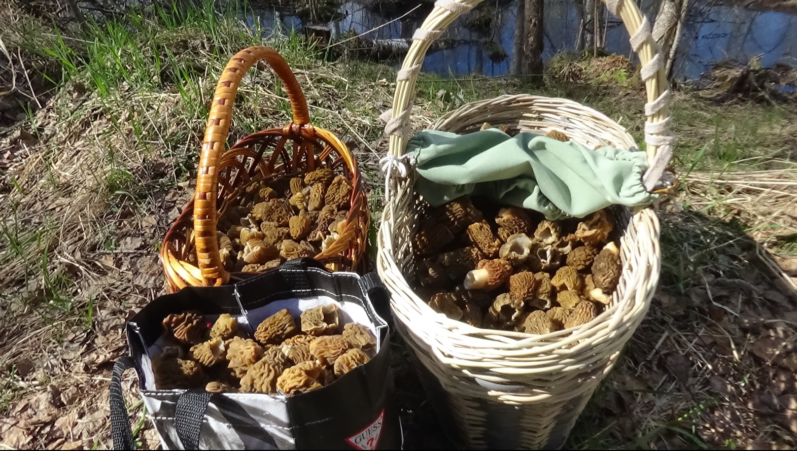 За весенними грибами. Сморчковая шапочка. 5 мая 2022 года.