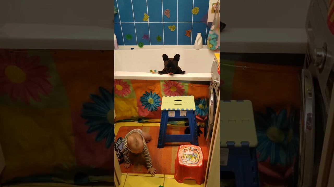 #французскийбульдог #ванная #большаяванна #игрыссобакой