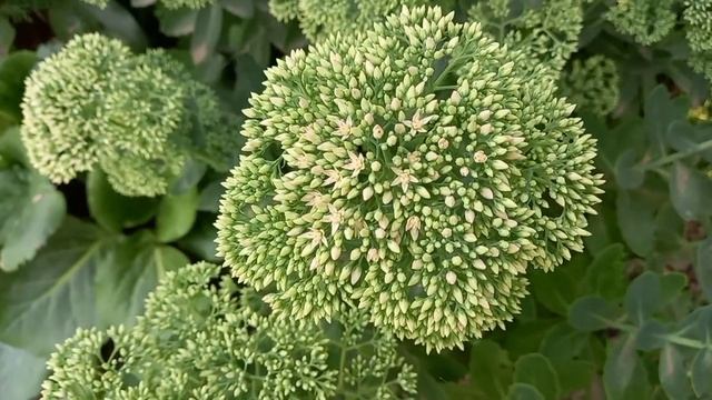 Рецепт Кизилового Варенья Желе.Августовский Сад..mp4