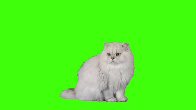 Персидская шиншилла на хромакее
