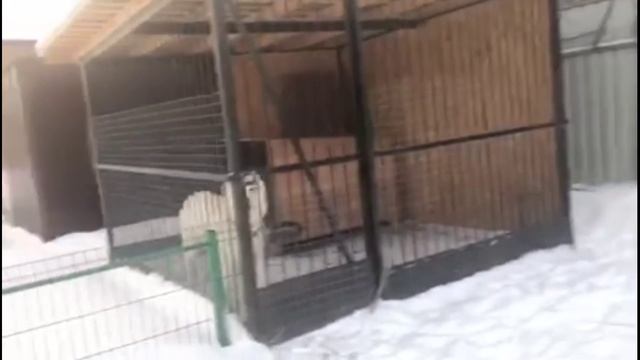 Три алабая в новых домах