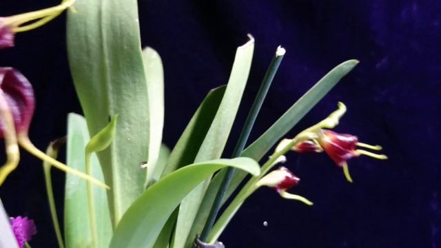 Моя masdevallia vidua обрадовала меня пышным цветением.mp4