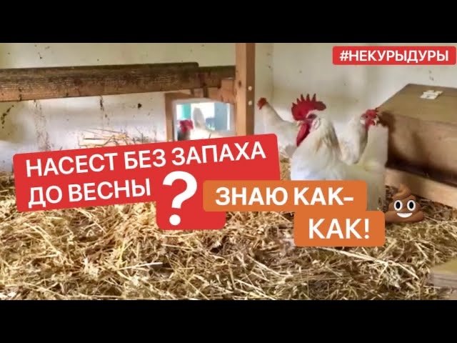 Как убрать запах в курятнике. Подготовка курятника к зиме. Насест без запаха до весны.