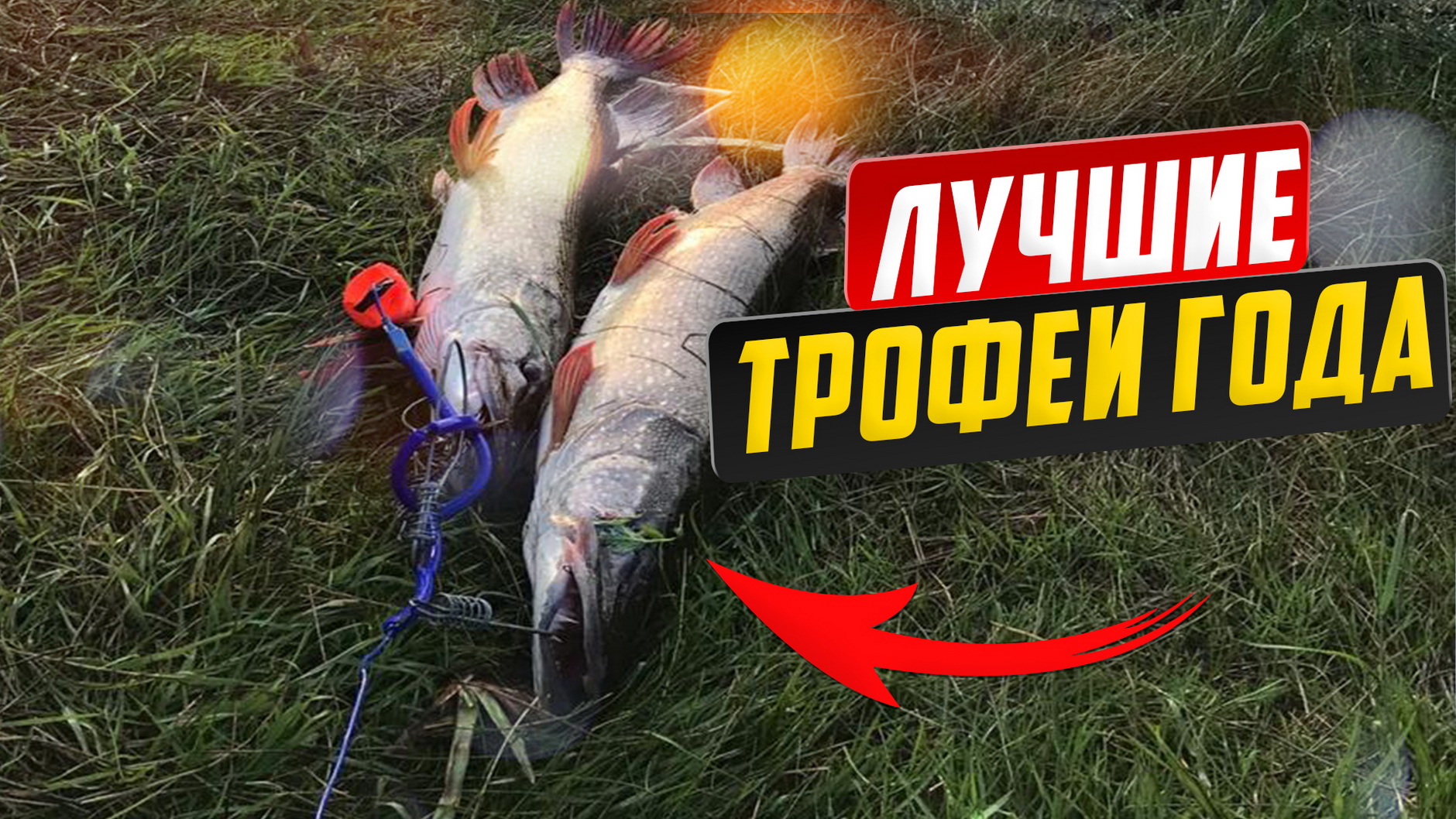 Мои лучшие трофеи года