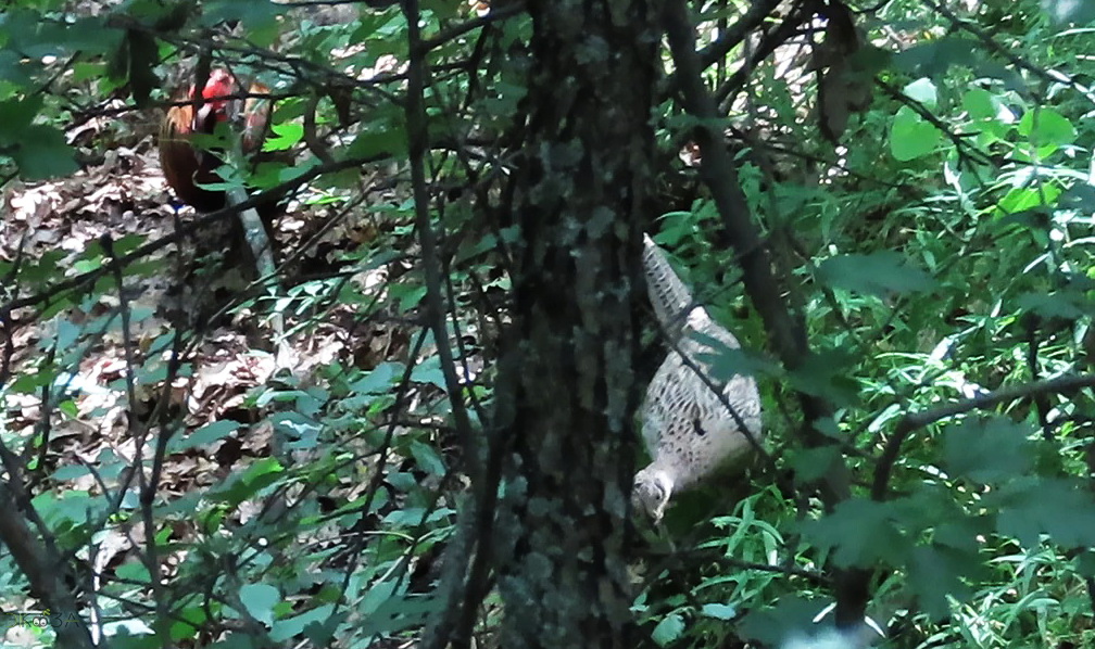 Фазаны. Пара в дубовой роще. Самка - необычно светлая