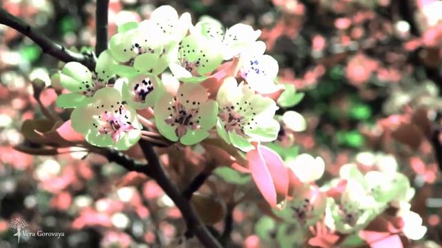 ·٠•● Мантра СЧАСТЬЯ ☯ Ощутите блаженство ●•٠·.mp4