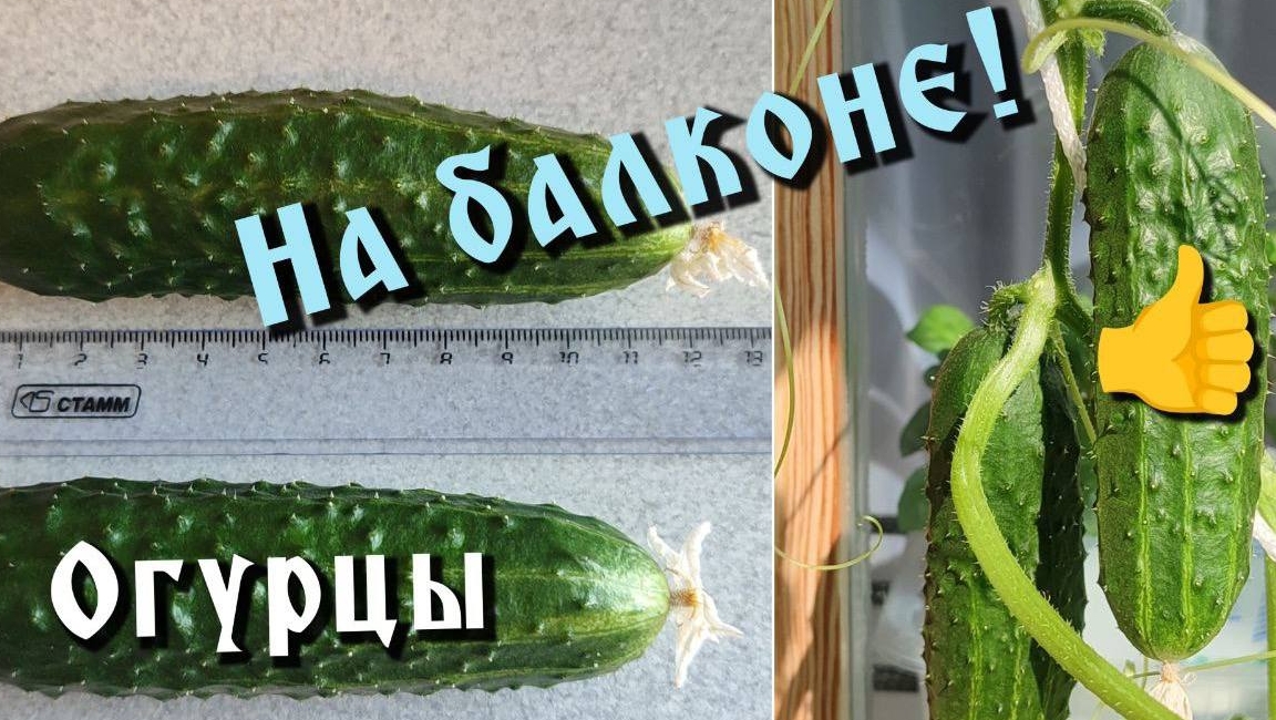 Огурцы на балконе,подоконнике,дома