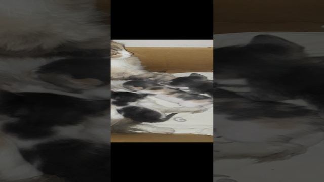 С мамой Скраффи/ Scruffy