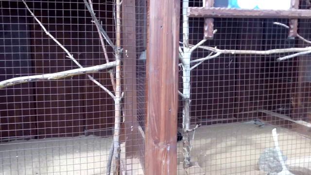 Какие птицы живут в ижевском зоопарке?