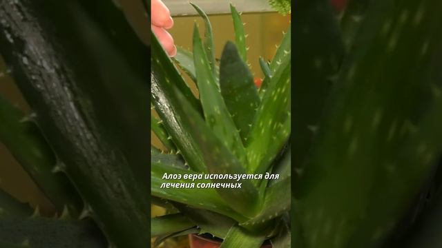 Факт про Алоэ 🌱