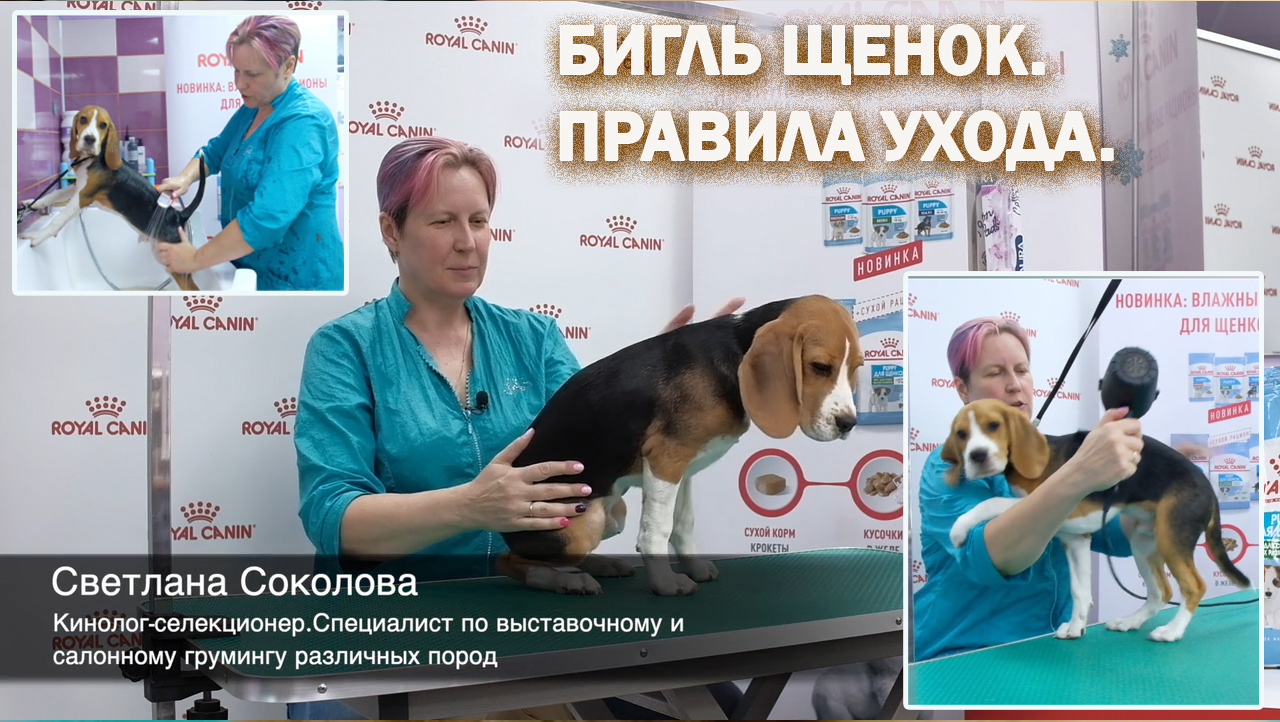 Бигль щенок. Правила ухода.Содержание, груминг. Руководство пользователя.