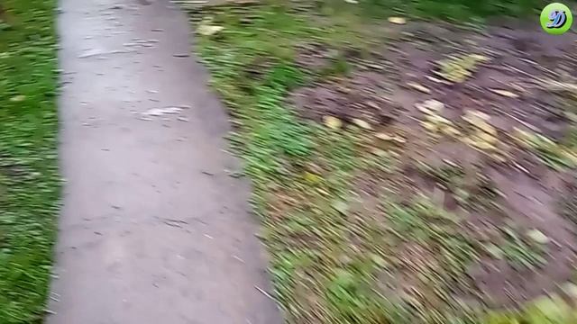 выжелчиваю табак осенью.