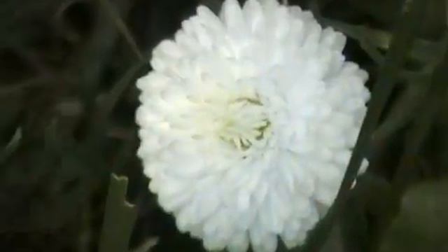 Малости Природы 2005-06-25 Litteles of nature Цветы на даче СНТ Клён Илья Химич LukBigBox