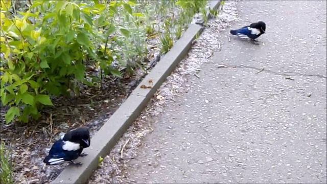 СОРОКИ и СОРОЧАТА в городе. МАЛЕНЬКИЕ СОРОЧАТА - ПРОСТО ЭКСКЛЮЗИВ!
