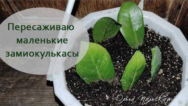 Пересаживаю маленькие замиокулькасы. Хроника,  октябрь 2022