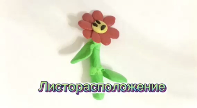 Листорасположение. Биология.