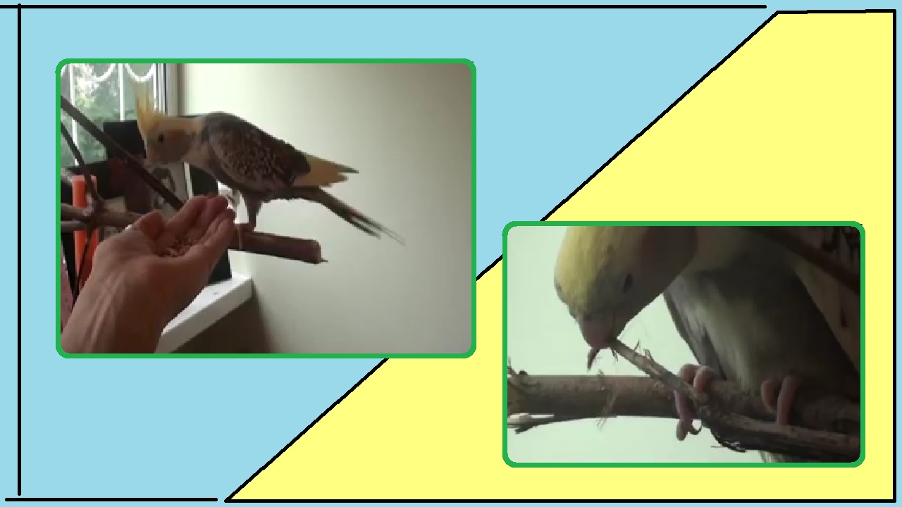 Как приручить попугая кореллу.  Адаптация. Прогулка. Трава для попугая