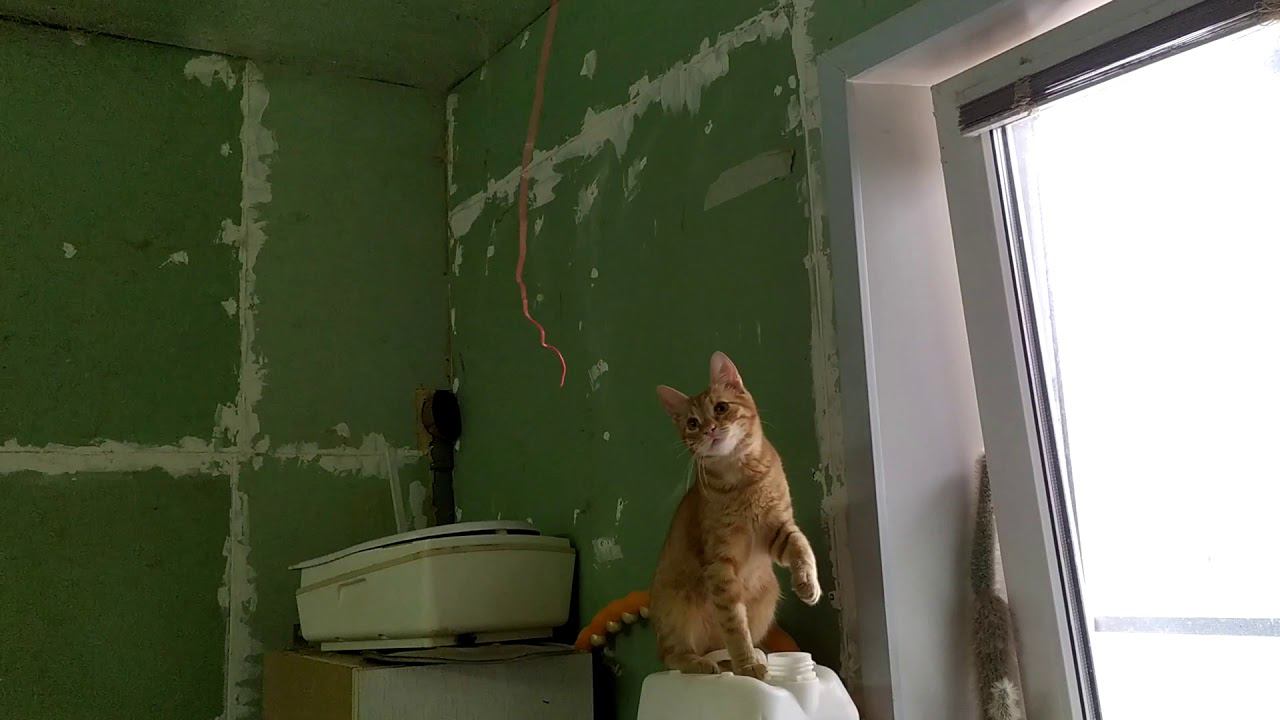 Котейка "Яндекс"