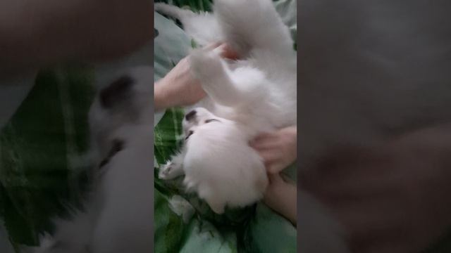 Наш будильник??