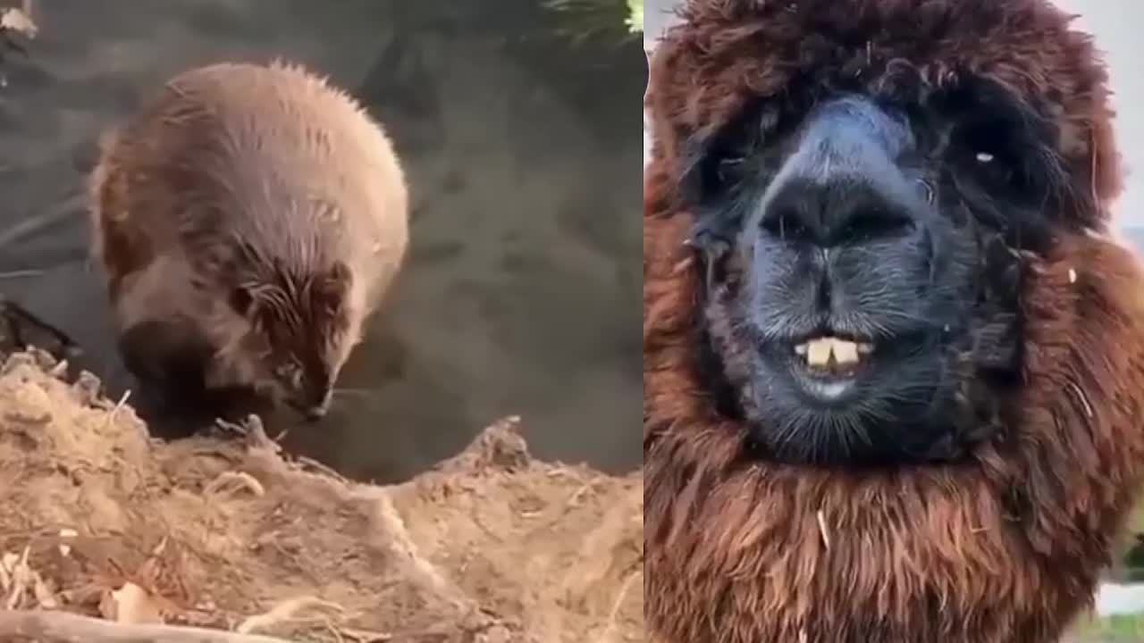 лама с бобром