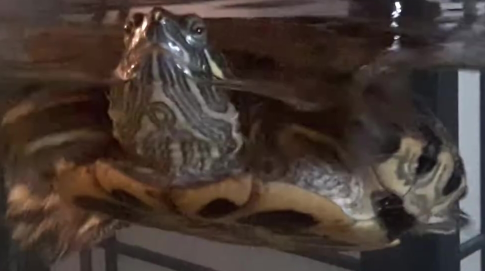 #Черепаха Василий #20 #лет возраст
Сначала думали мальчик, оказалась девочка, осталась Васей