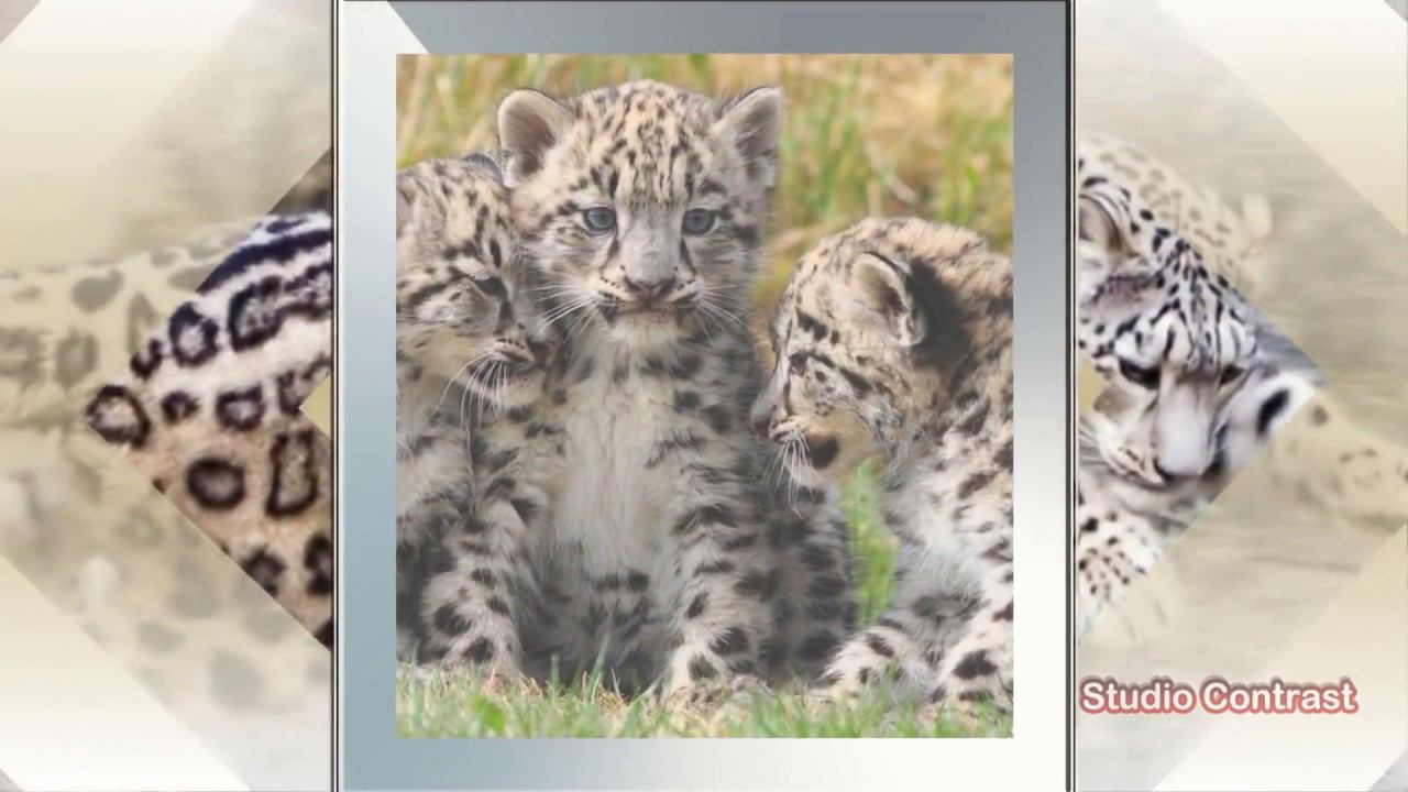 Стили для ПроШоу Продюсер