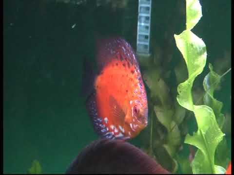 Океанариум. 30.01.2015 (ч.3)