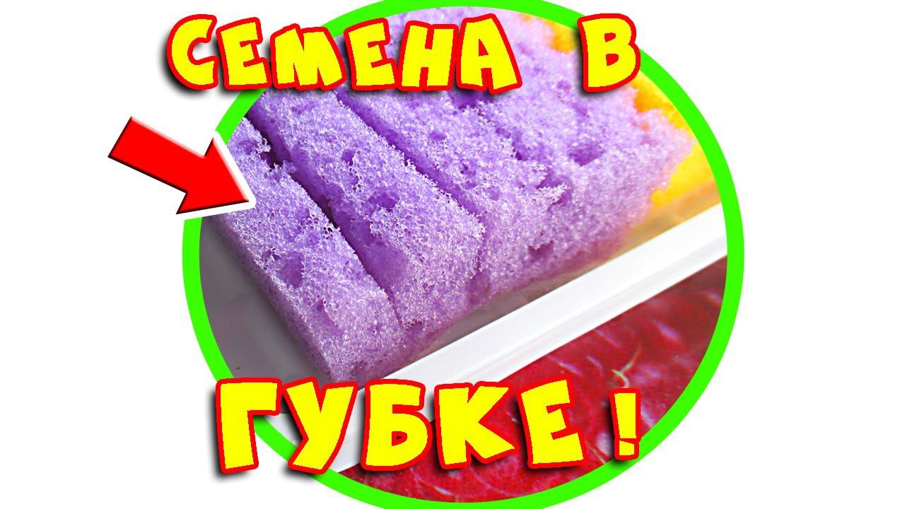 Как ПРОРАСТИТЬ СЕМЕНА в обычной ГУБКЕ: самый ПРОСТОЙ и быстрый способ