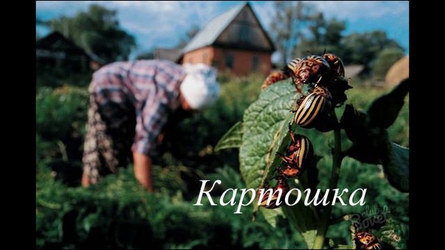 АВТОРСКИЕ ПЕСНИ ИГОРЯ МИХАЙЛОВА-КАРТОШКА